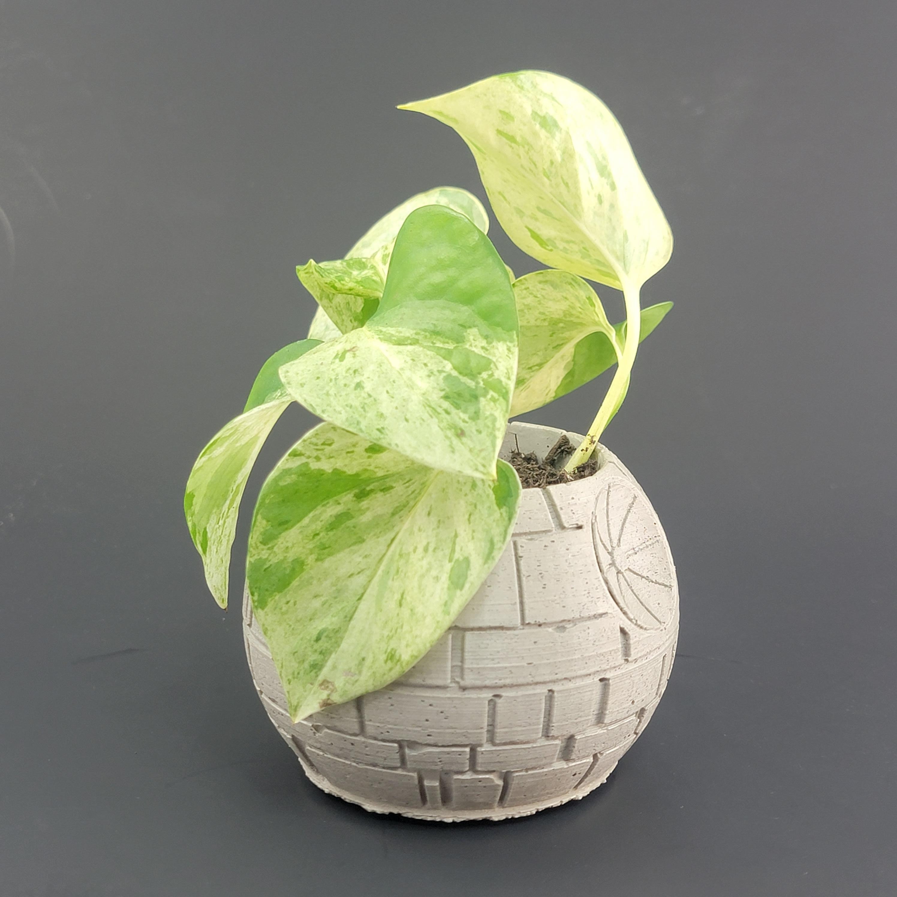 Death Star Concrete Planter | Star Wars Air Succulent Planter | Fan Art ...