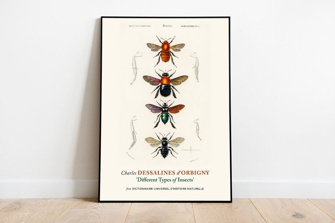 Different Types of Insects Print Poster by Charles Dessalines D ...