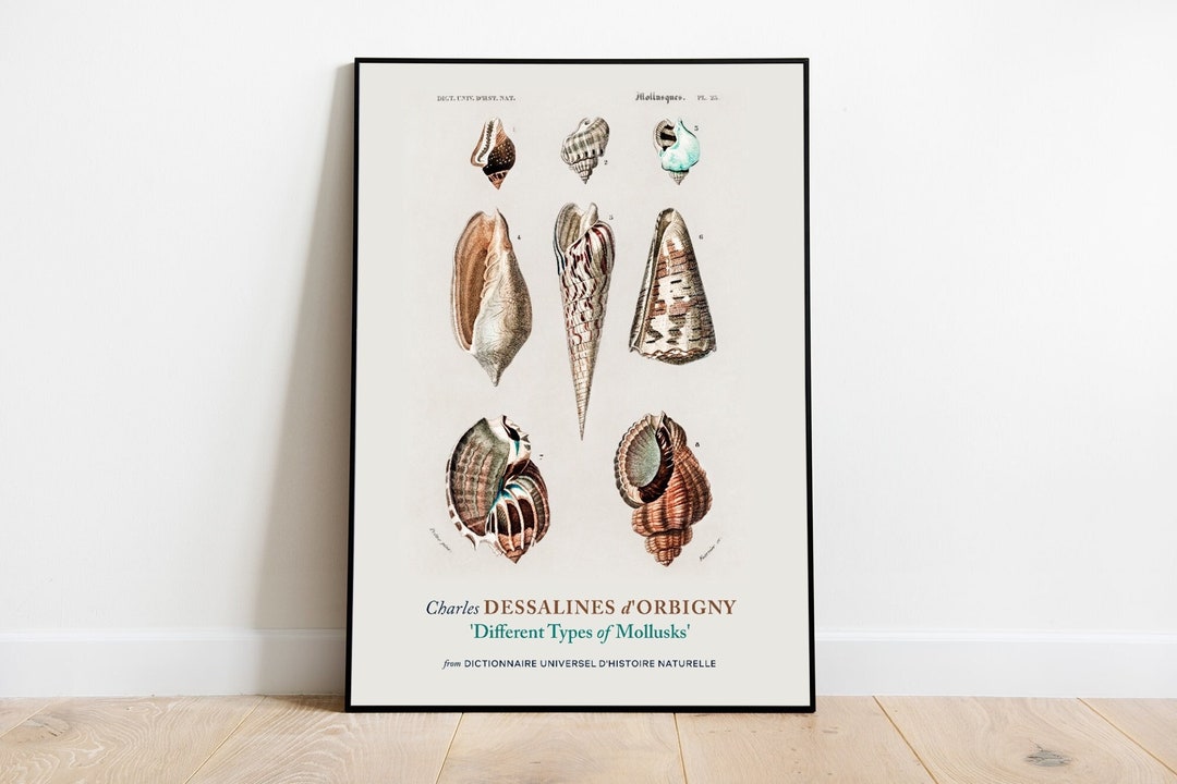 Different Types of Mollusks Print Poster by Charles Dessalines Orbigny ...