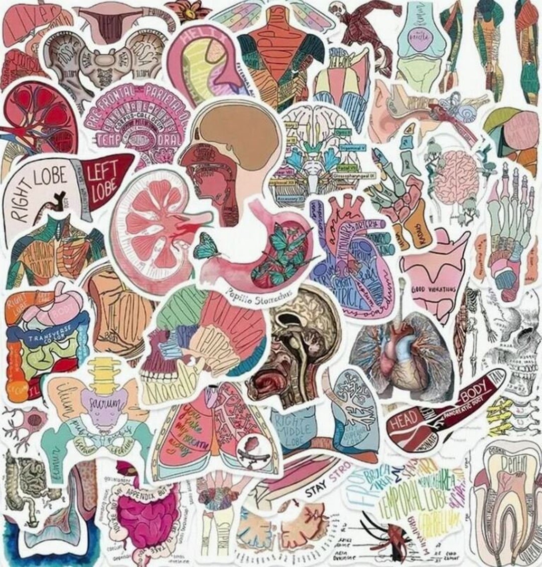 50 Anatomy Stickers, Human Body, Biology, Organs, Decals, Stationery ...