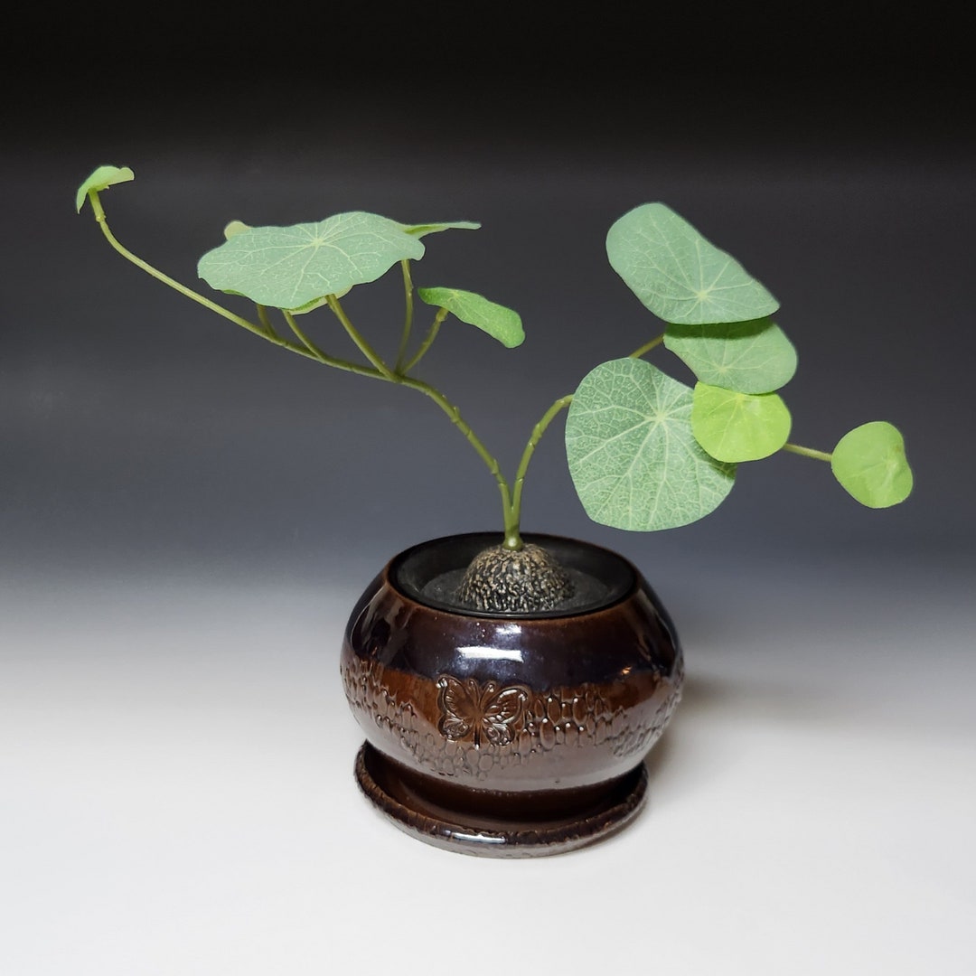 Rich Amber Brown and Deep Blue Butterfly and Stone Texture Planter Pot ...