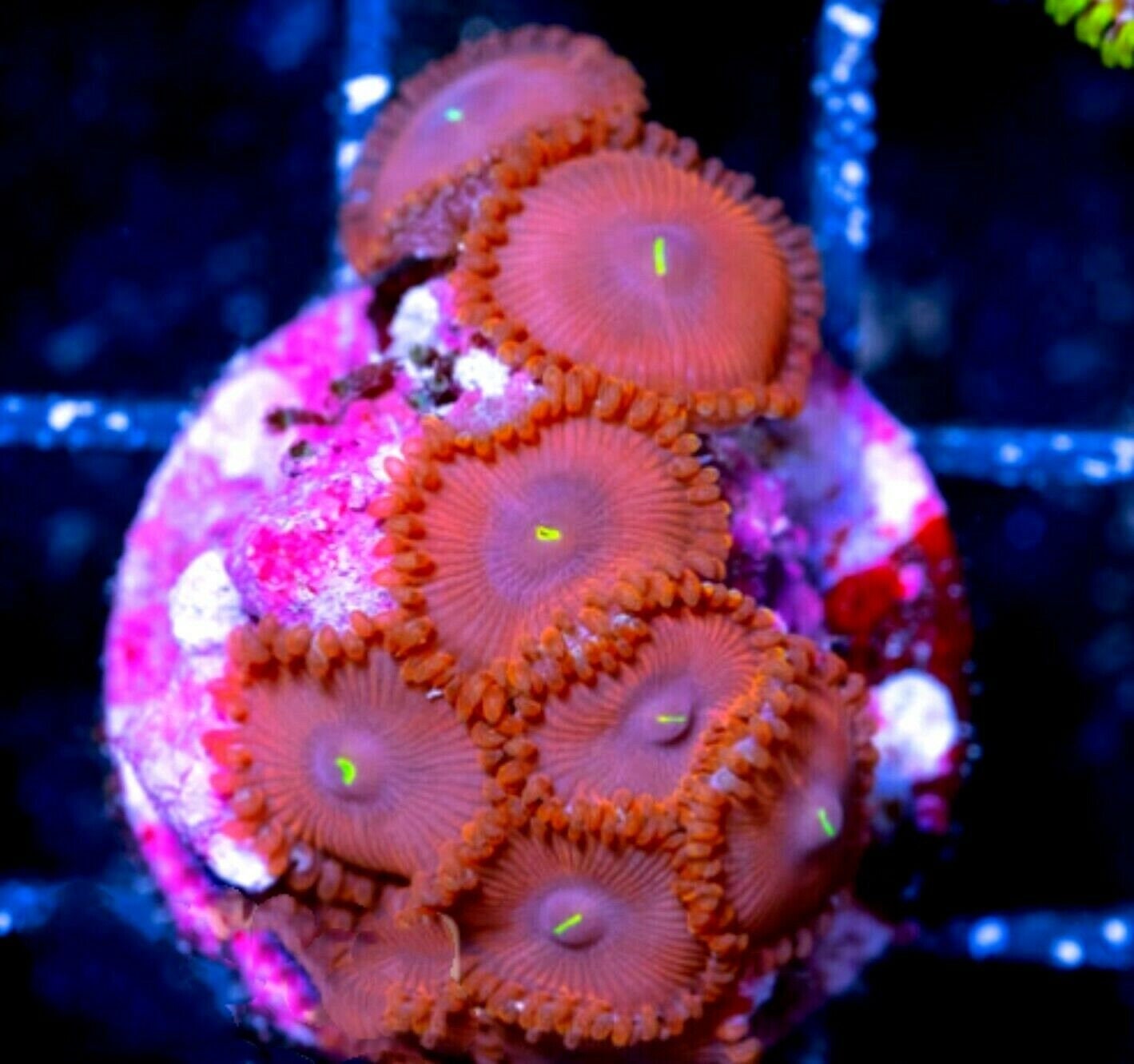 Zoanthids for sale | Only 4 left at -70%