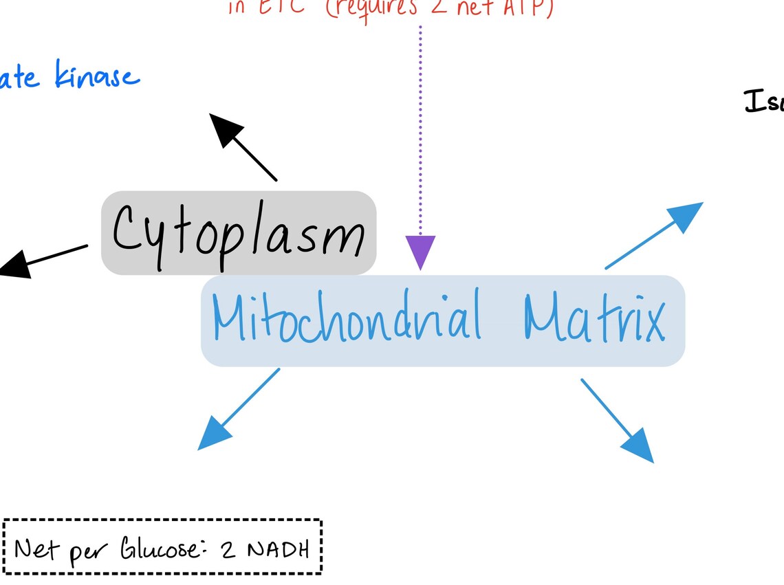 MCAT Cellular Respiration Biochemistry Comprehensive Study Guide - Etsy