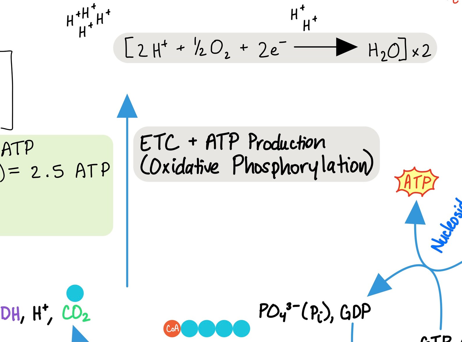 MCAT Cellular Respiration Biochemistry Comprehensive Study Guide - Etsy