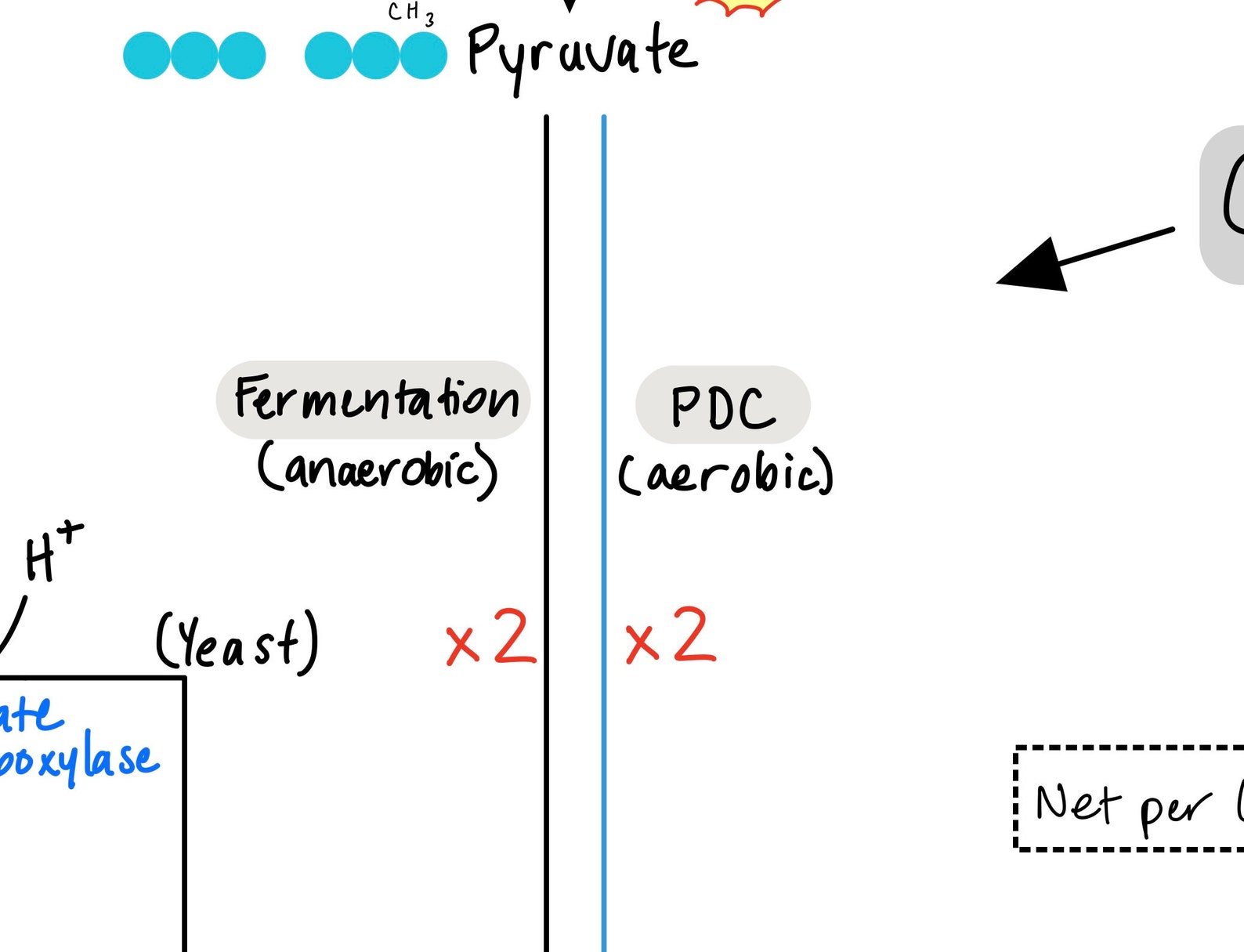 MCAT Cellular Respiration Biochemistry Comprehensive Study Guide - Etsy