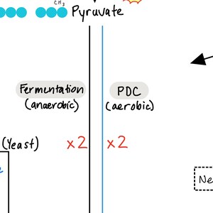 MCAT Cellular Respiration Biochemistry Comprehensive Study Guide - Etsy