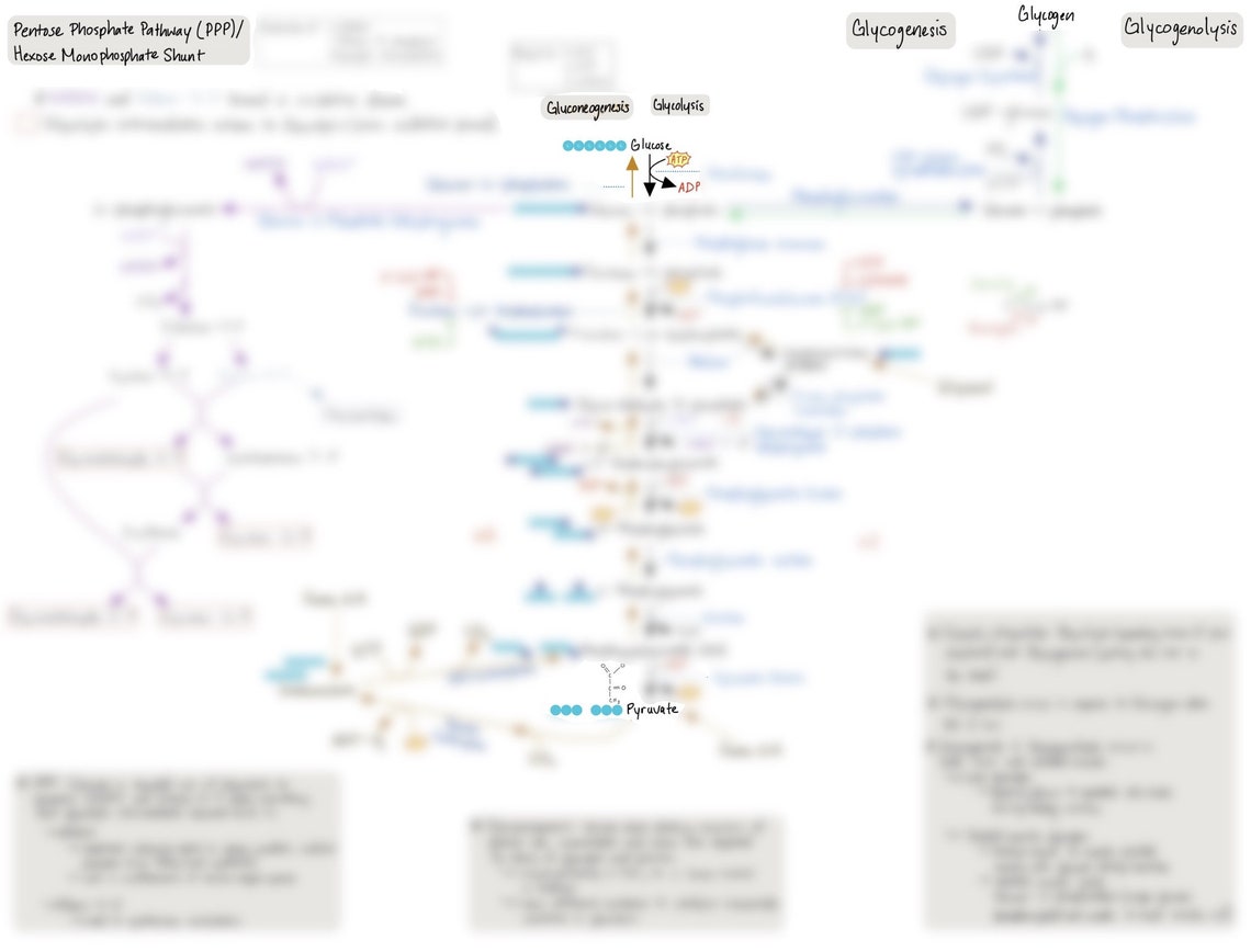 MCAT Glucose/glycogen Metabolism Cheat Sheet - Etsy