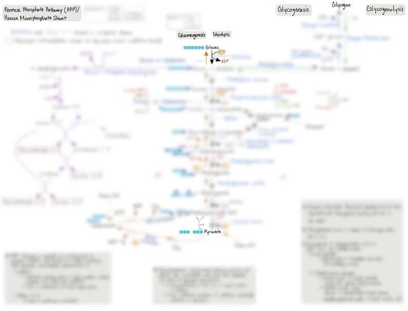MCAT Glucose/glycogen Metabolism Cheat Sheet - Etsy