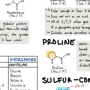 MCAT Amino Acids Cheat Sheet - Etsy UK
