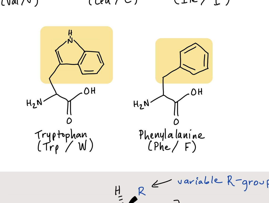 MCAT Amino Acids Cheat Sheet - Etsy UK