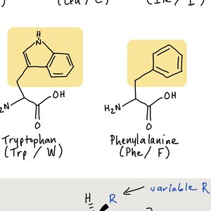 MCAT Amino Acids Cheat Sheet - Etsy UK