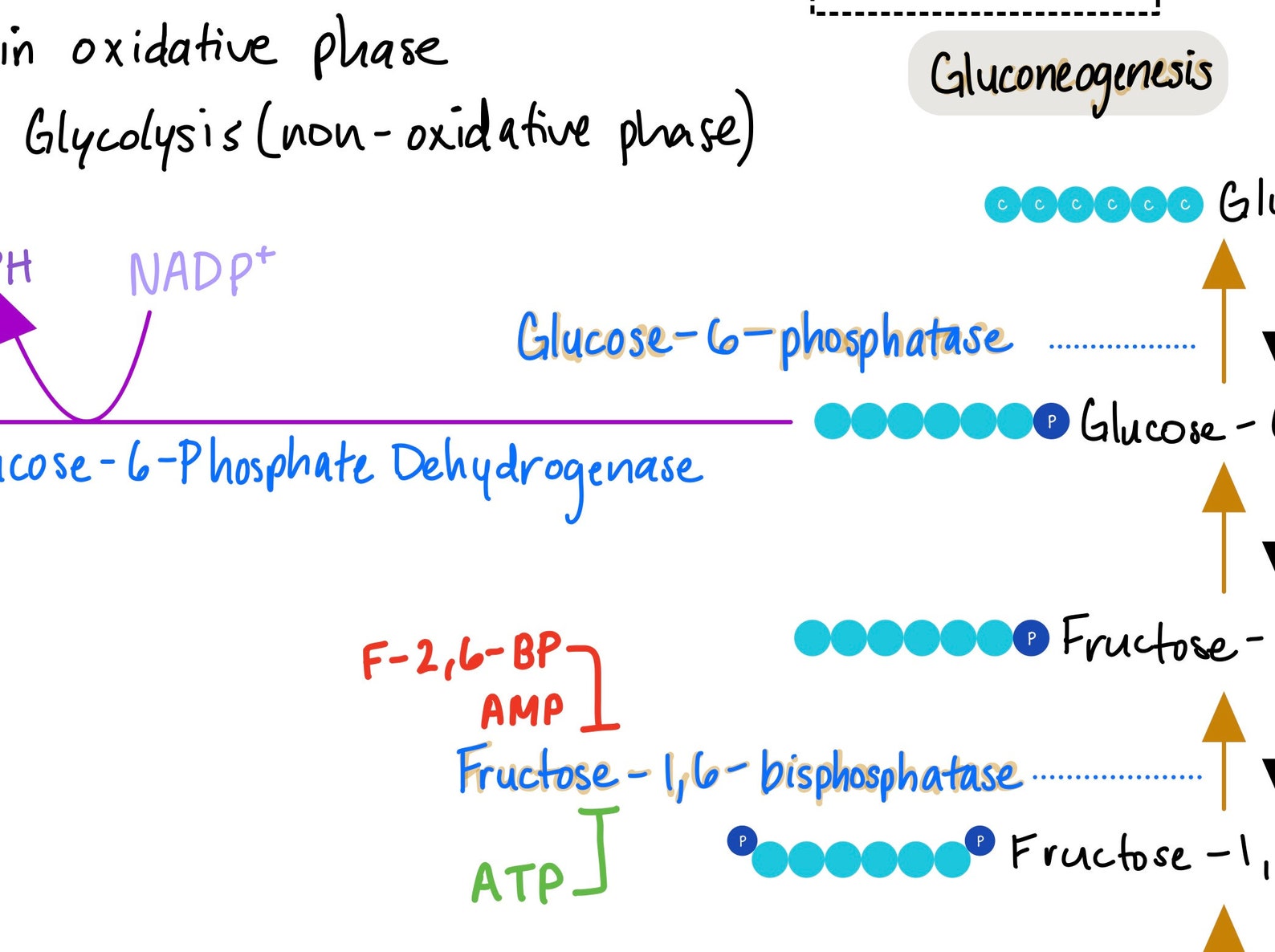 MCAT Glucose/glycogen Metabolism Cheat Sheet - Etsy MCAT Glucose/glycogen Metabolism Cheat Sheet - Etsy