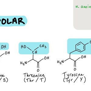 MCAT Amino Acids Cheat Sheet - Etsy UK