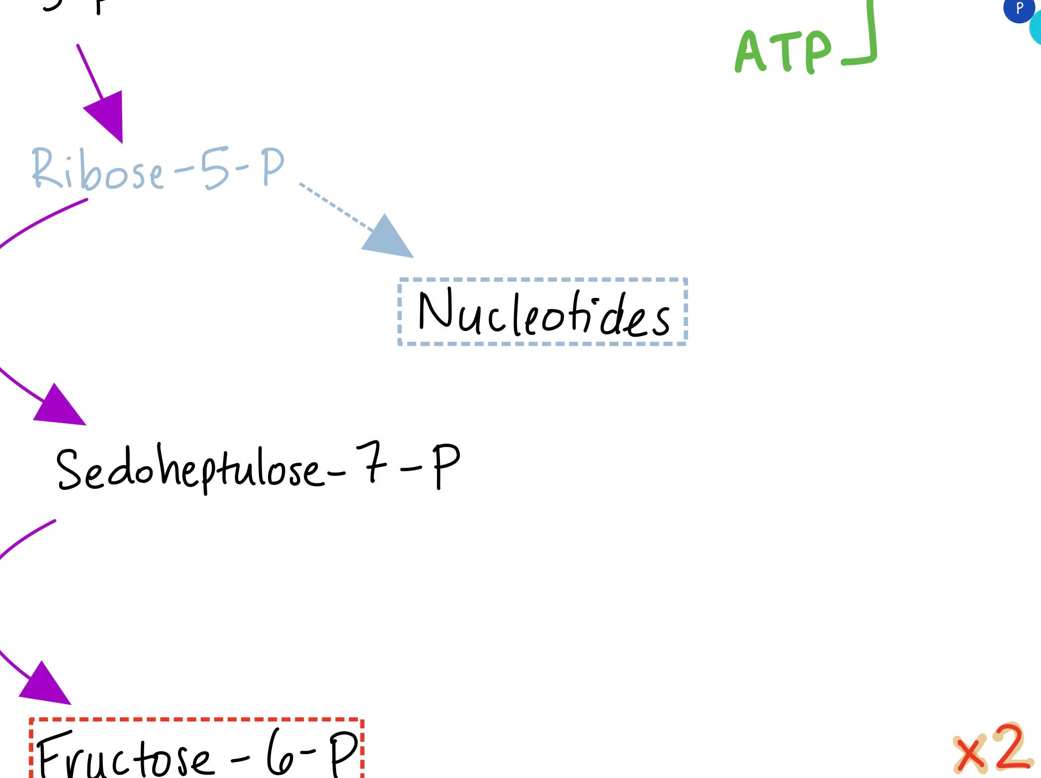MCAT Glucose/glycogen Metabolism Cheat Sheet - Etsy MCAT Glucose/glycogen Metabolism Cheat Sheet - Etsy