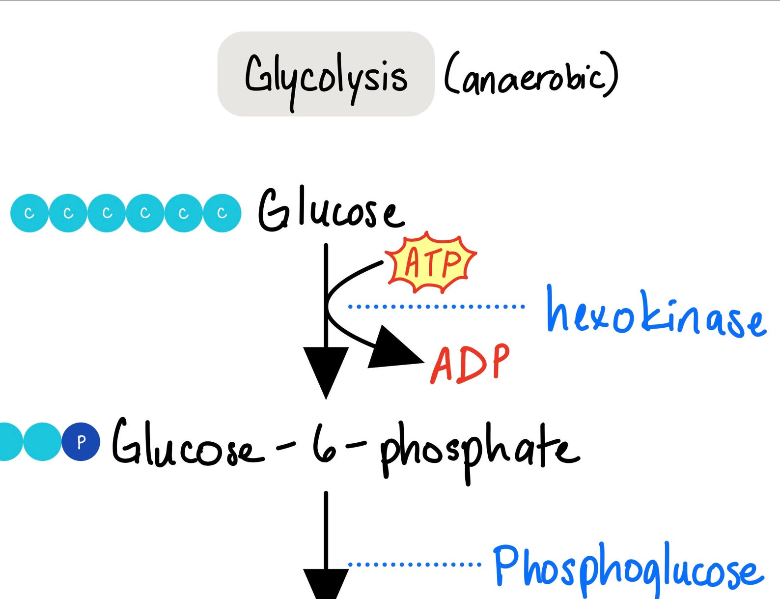MCAT Cellular Respiration Biochemistry Comprehensive Study Guide - Etsy