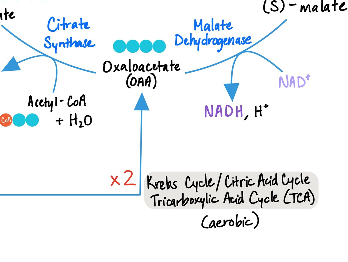 MCAT Cellular Respiration Biochemistry Comprehensive Study Guide - Etsy