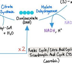 MCAT Cellular Respiration Biochemistry Comprehensive Study Guide - Etsy
