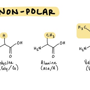 MCAT Amino Acids Cheat Sheet - Etsy UK