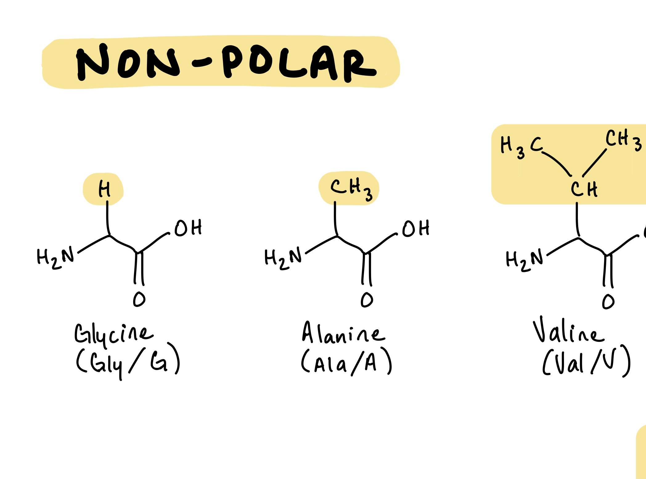 MCAT Amino Acids Cheat Sheet - Etsy
