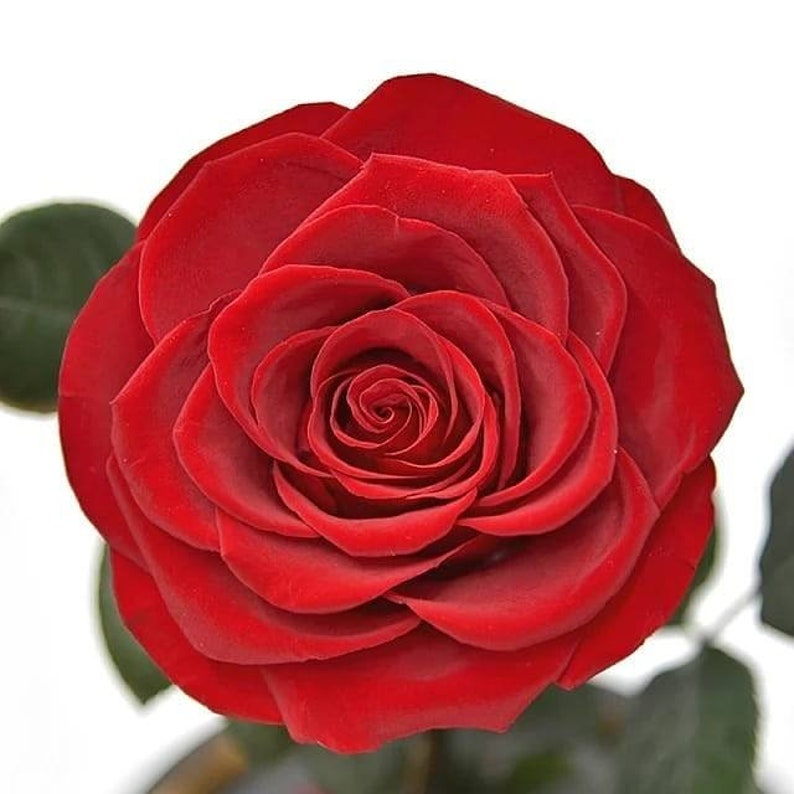 Infinity Rose in Glass Dome Red - Etsy