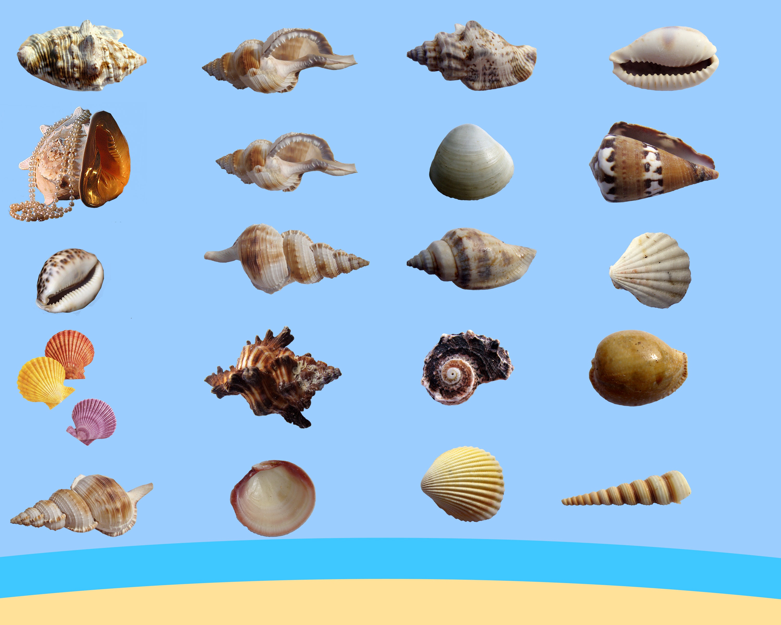 34 Seashell High Quality Overlays Beach Water Overlays PNG - Etsy