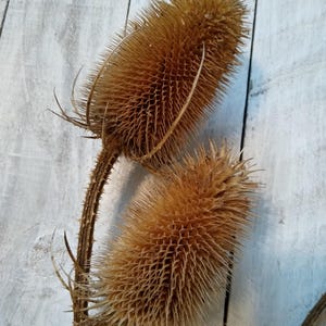 Dried Teasel Stems | Teasel Seed Heads | Dried Flower Arrangement - Etsy UK