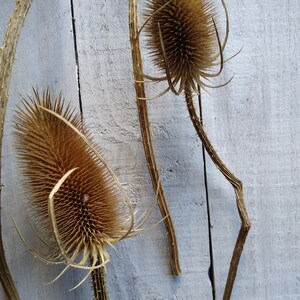 Dried Teasel Stems Teasel Seed Heads Dried Flower Arrangement - Etsy UK