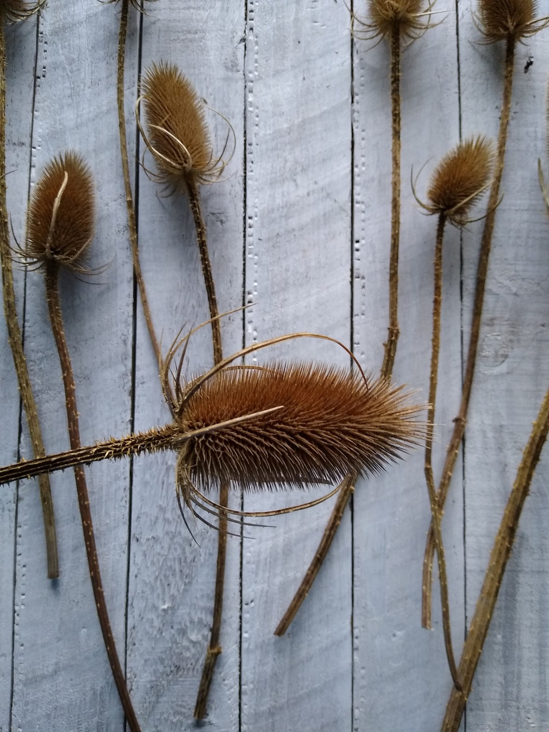 Dried Teasel Stems Teasel Seed Heads Dried Flower Arrangement - Etsy UK