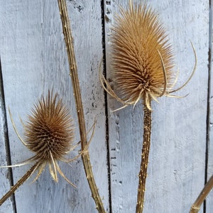 Dried Teasel Stems Teasel Seed Heads Dried Flower Arrangement - Etsy UK