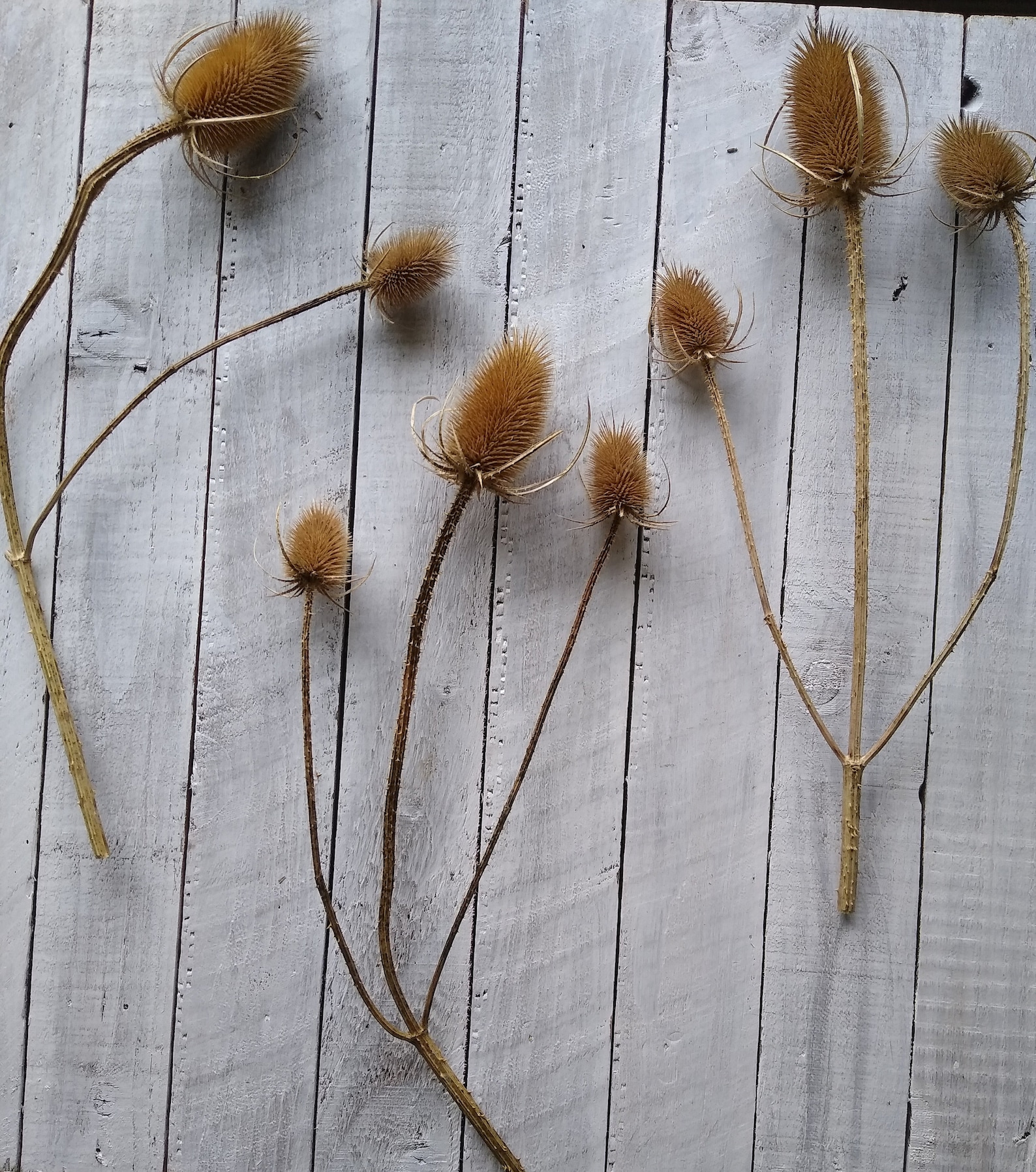 Dried Teasel Stems Teasel Seed Heads Dried Flower - Etsy UK