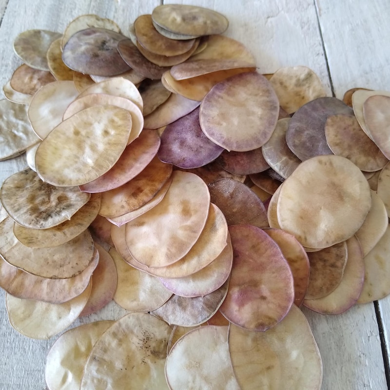 Dried Flowers Seed Pods - Etsy UK