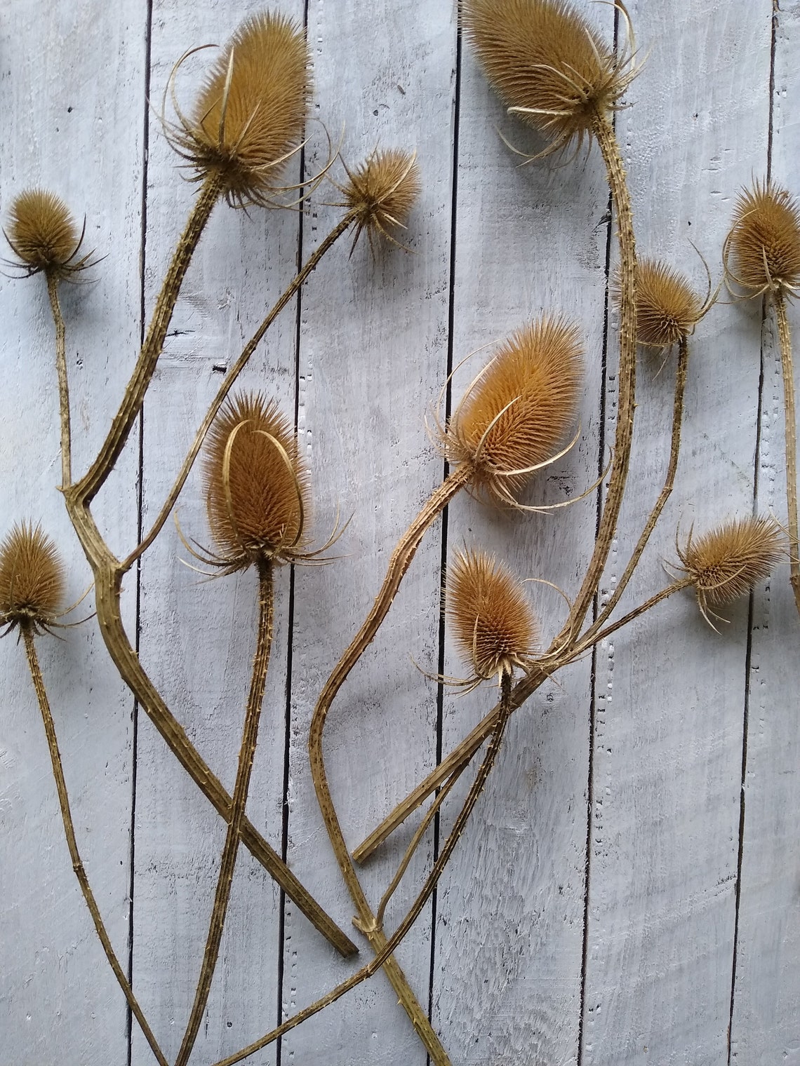 Dried Teasel Stems Teasel Seed Heads Dried Flower - Etsy UK