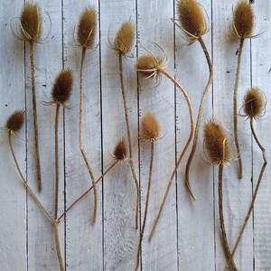Dried Teasel Stems Teasel Seed Heads Dried Flower Arrangement - Etsy UK