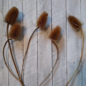 Dried Teasel Stems | Teasel Seed Heads | Dried Flower Arrangement - Etsy UK
