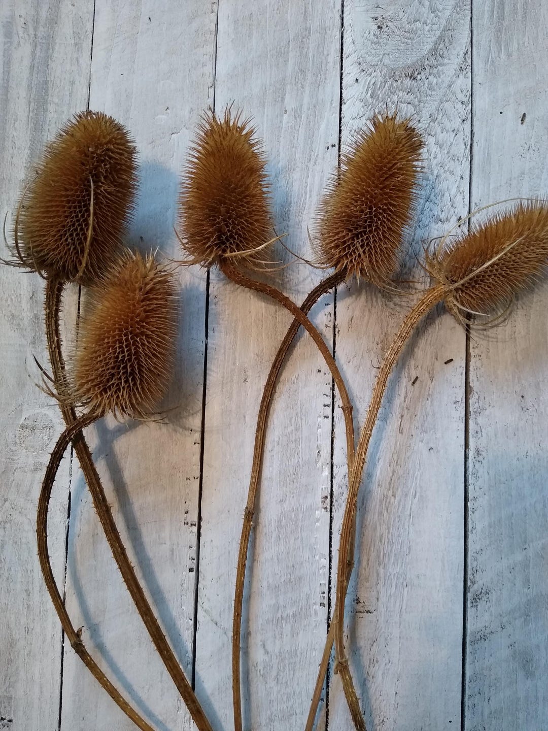 Dried Teasel Stems | Teasel Seed Heads | Dried Flower Arrangement - Etsy UK