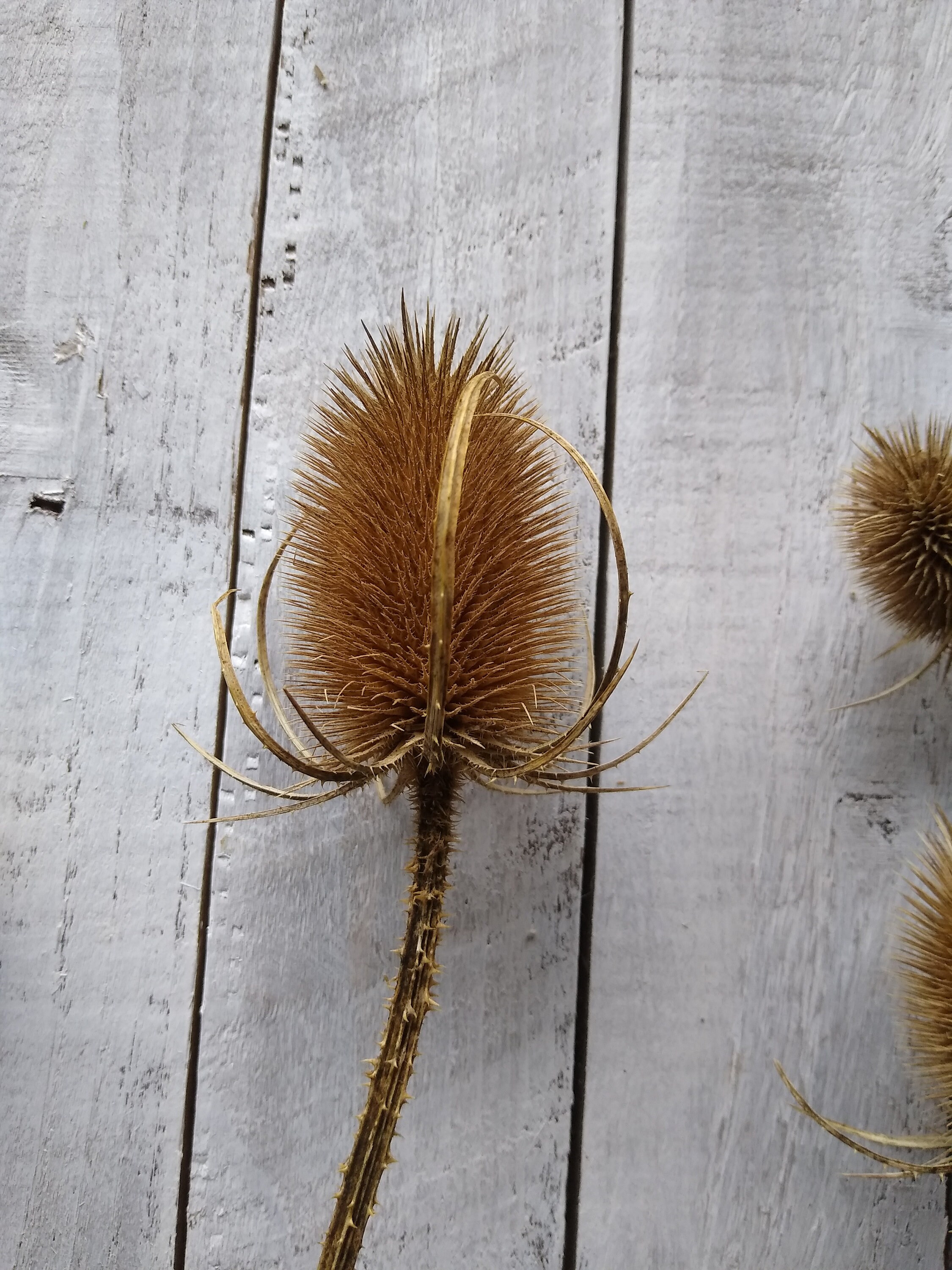 Dried Teasel Stems Teasel Seed Heads Dried Flower - Etsy UK