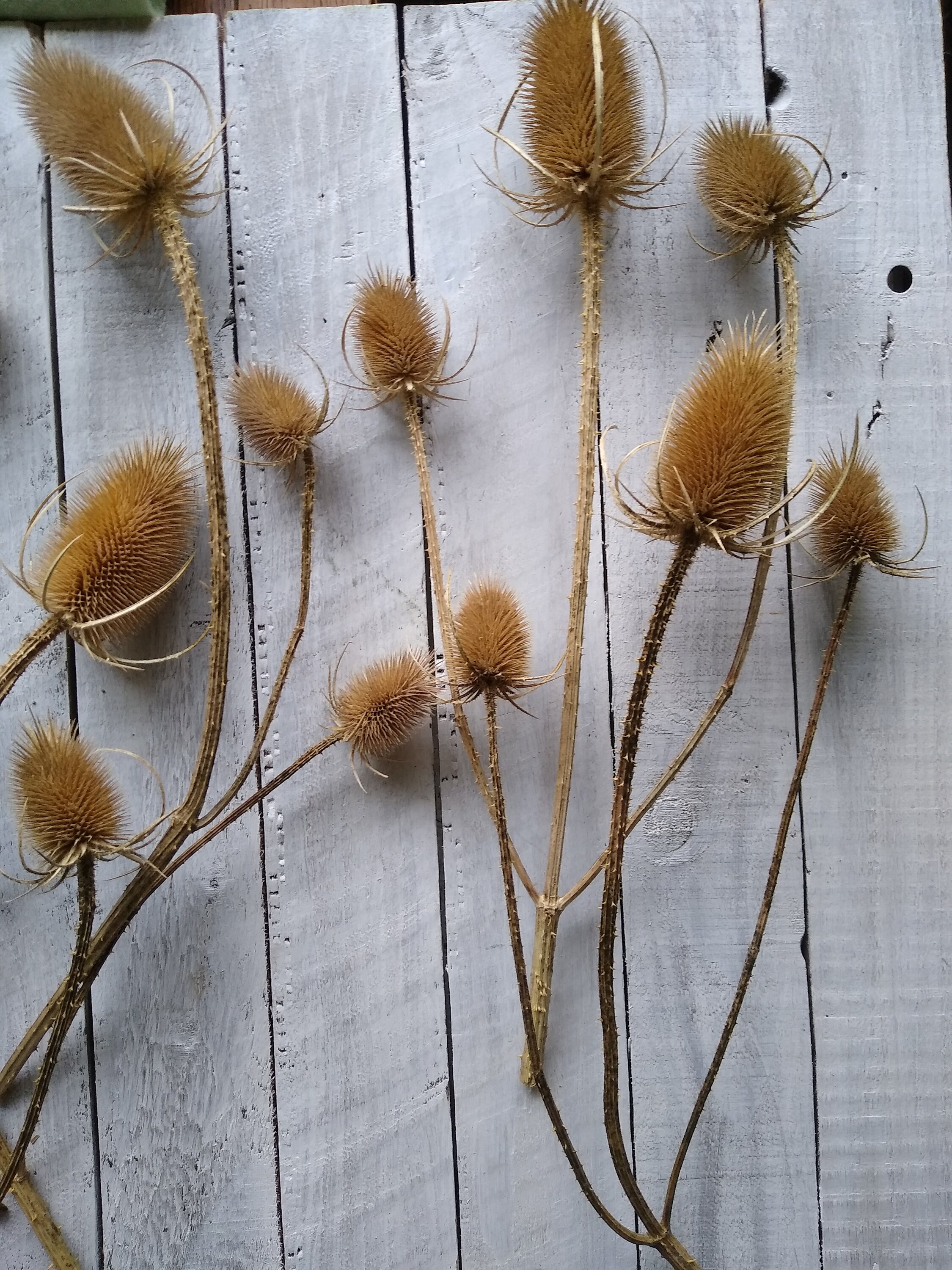 Dried Teasel Stems Teasel Seed Heads Dried Flower - Etsy UK