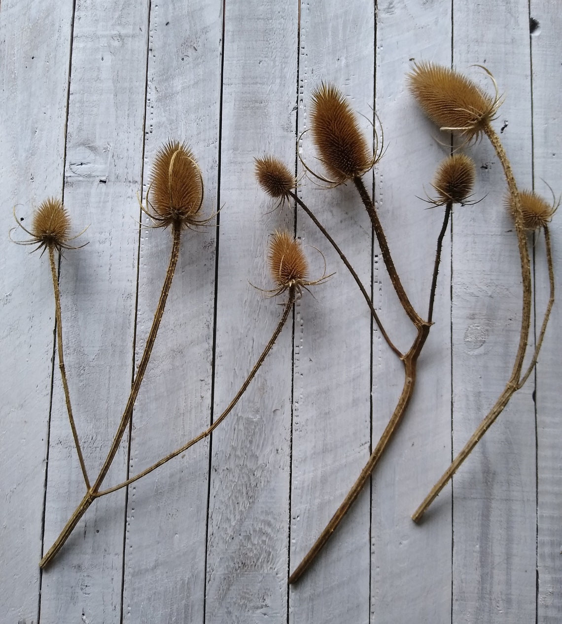 Dried Teasel Stems Teasel Seed Heads Dried Flower - Etsy UK