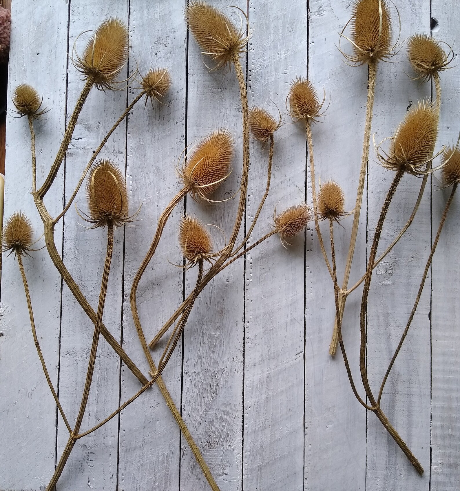 Dried Teasel Stems Teasel Seed Heads Dried Flower - Etsy UK