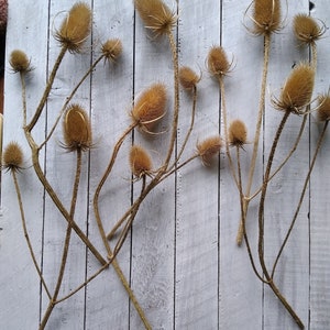 Dried Teasel Stems Teasel Seed Heads Dried Flower - Etsy UK