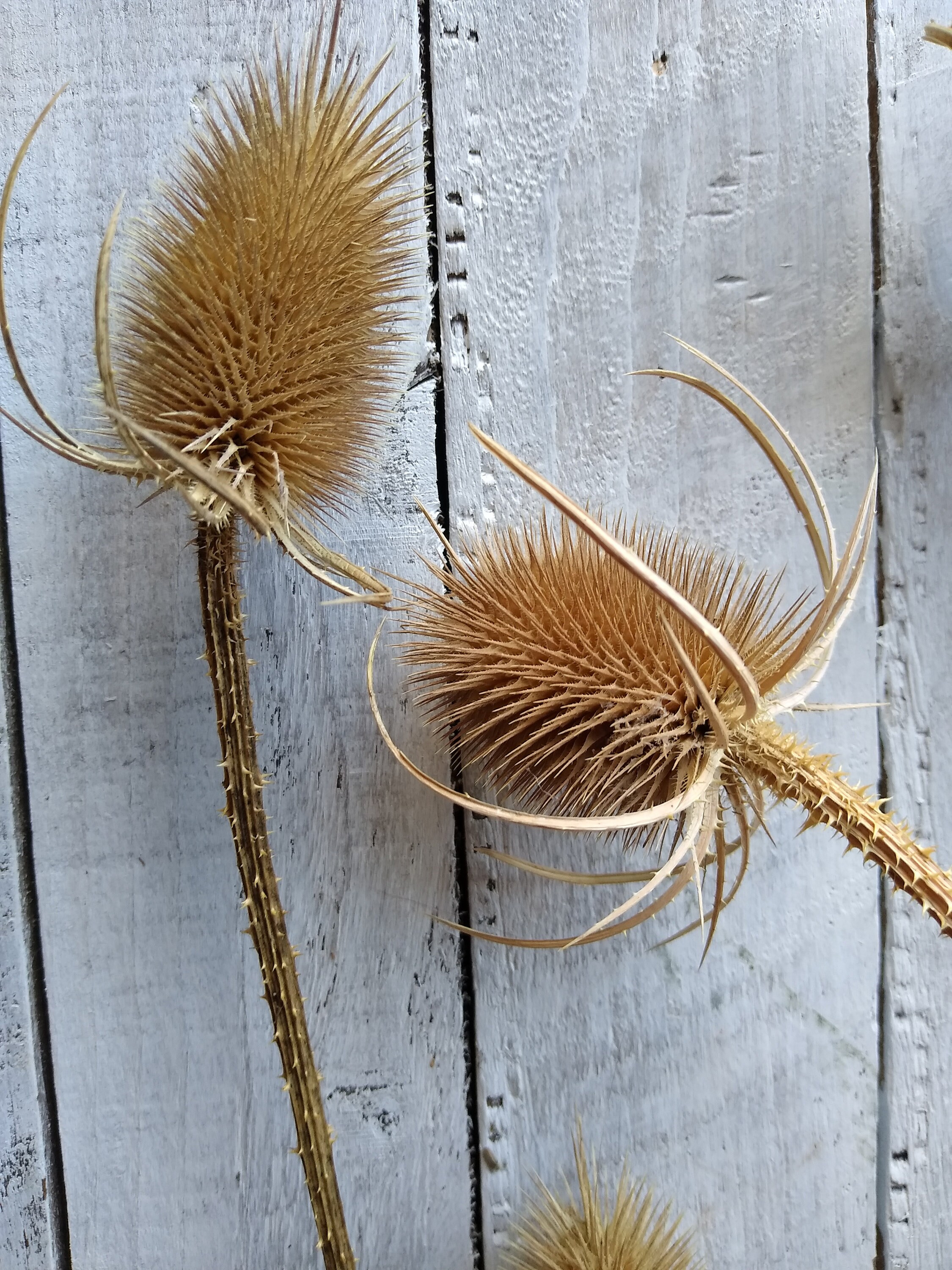 Dried Teasel Stems Teasel Seed Heads Dried Flower Arrangement - Etsy UK