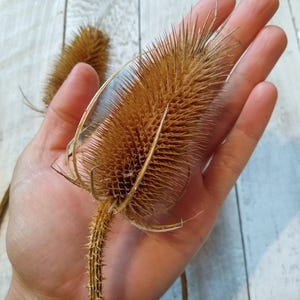 Dried Teasel Stems | Teasel Seed Heads | Dried Flower Arrangement - Etsy UK