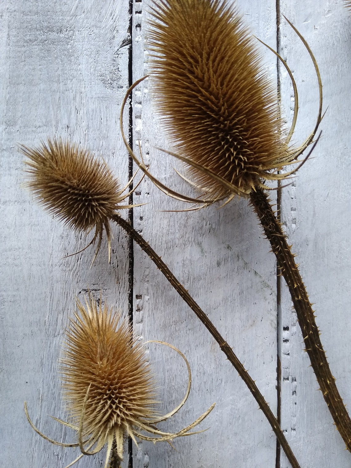 Dried Teasel Stems Teasel Seed Heads Dried Flower - Etsy UK