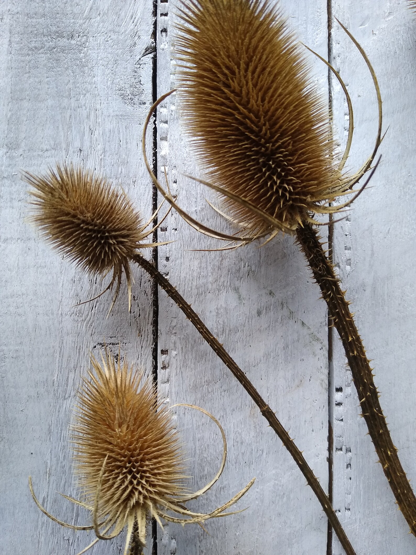 Dried Teasel Stems Teasel Seed Heads Dried Flower - Etsy UK
