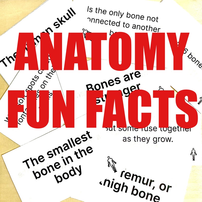 96 Human Anatomy Fun Facts Educational Flashcards. Downloadable ...