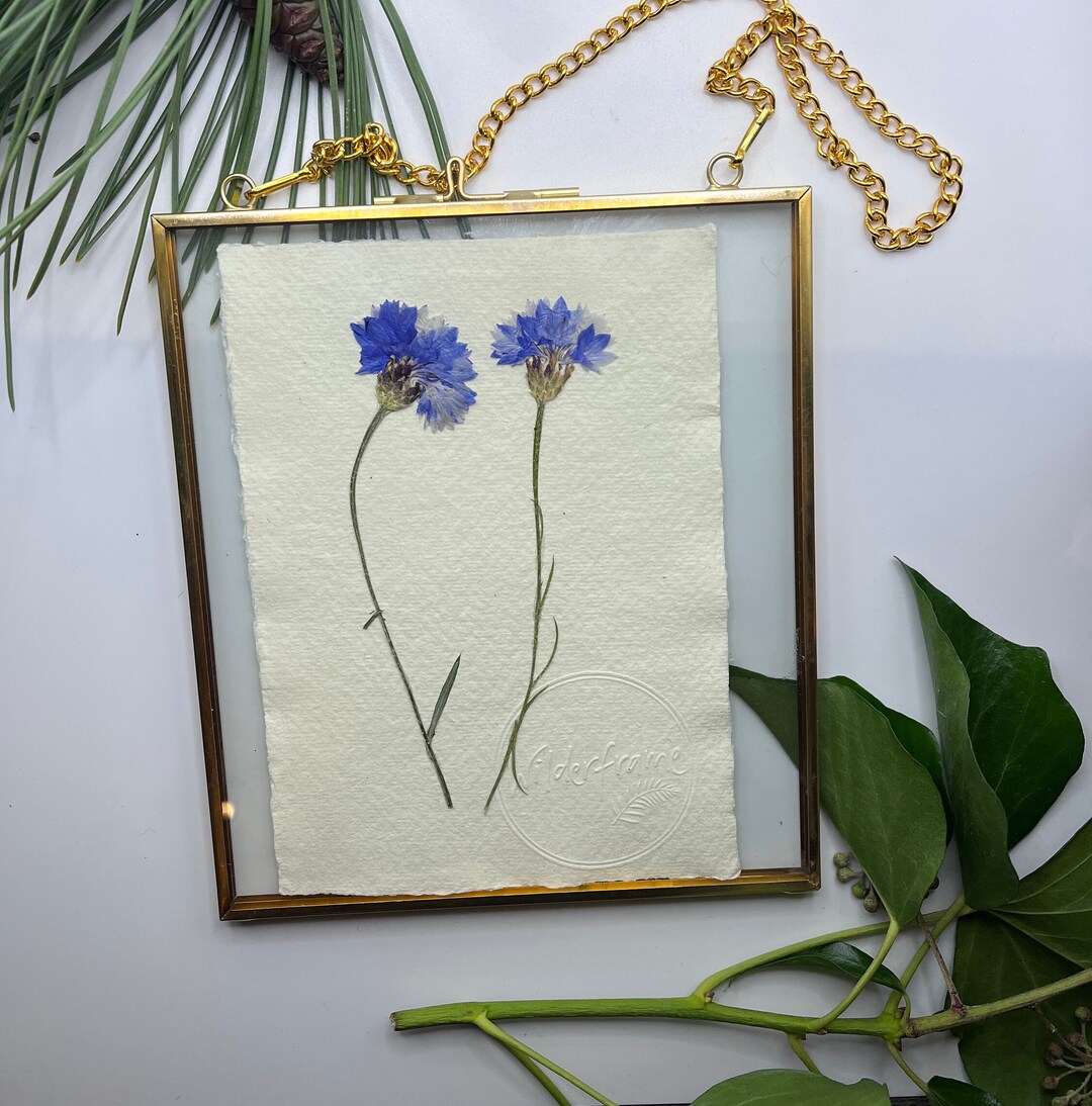 Framed A6 Pressed Flower Artwork cornflower - Etsy UK
