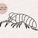 Isopod Svg, Cowboy Hat Svg, Isopods Svg, Bug Svg, Insect Svg, Cowboy ...