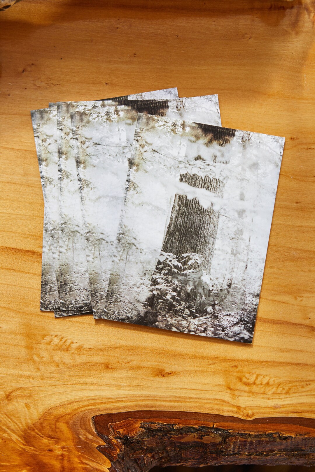 Tree Postcards - Etsy