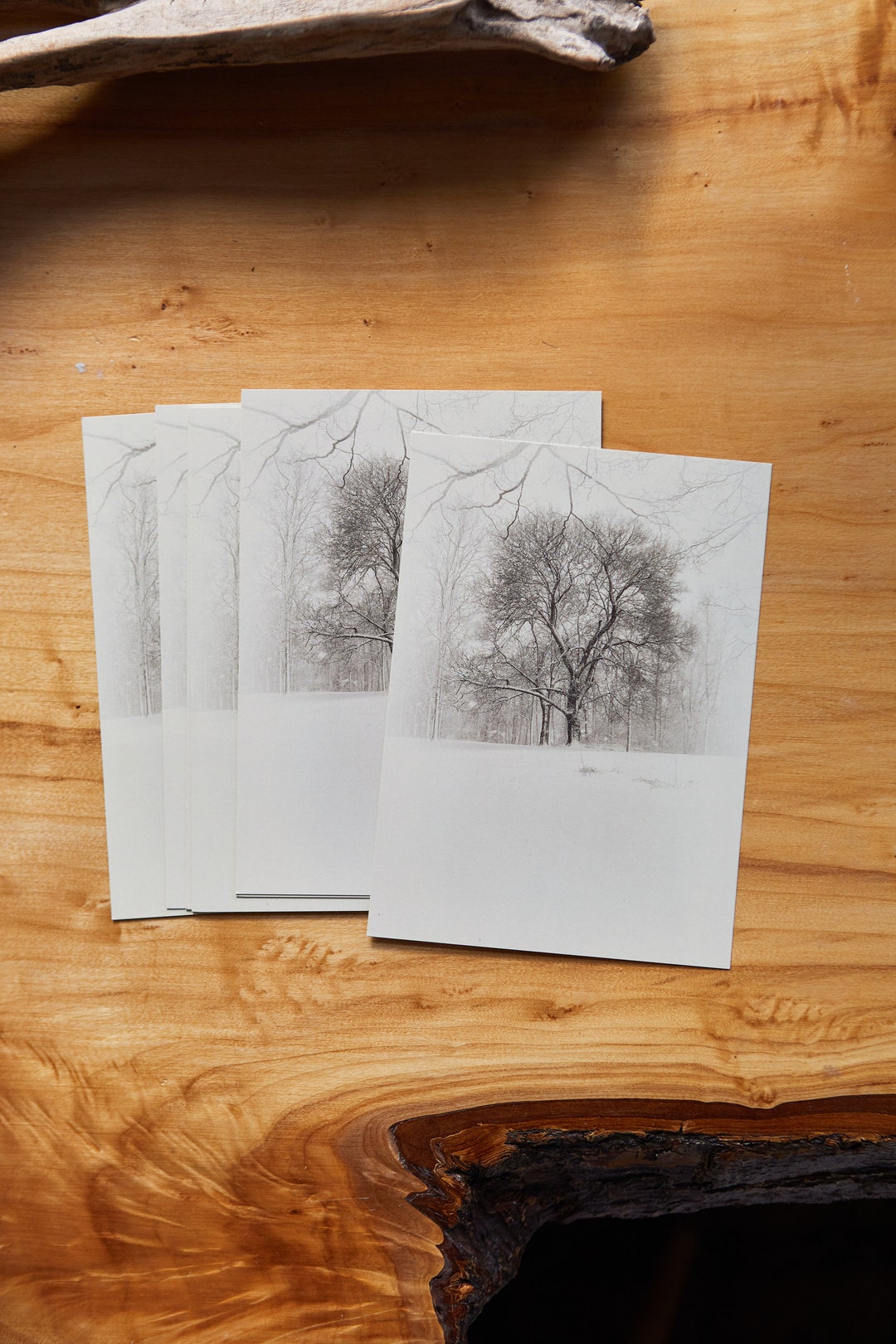 Tree Postcards - Etsy