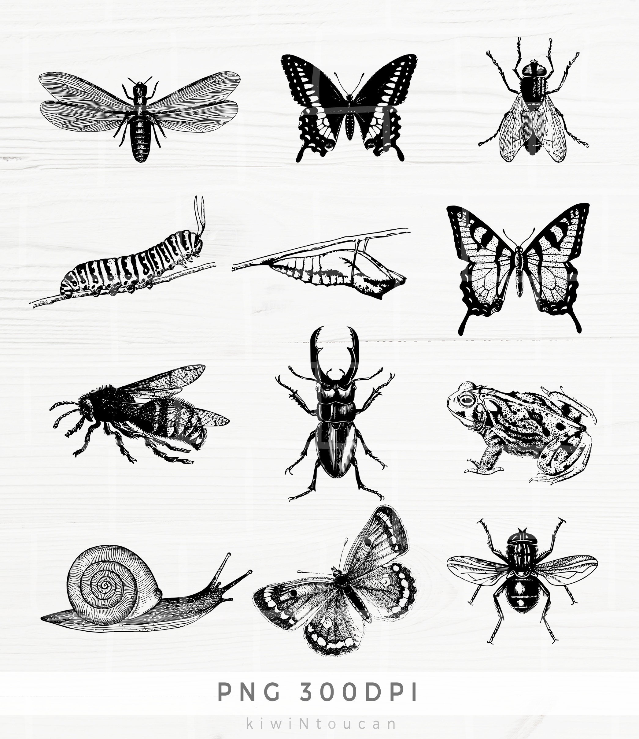 Creepy Crawlers Clipart Bugs Insects Clip Art Vintage Sketch - Etsy